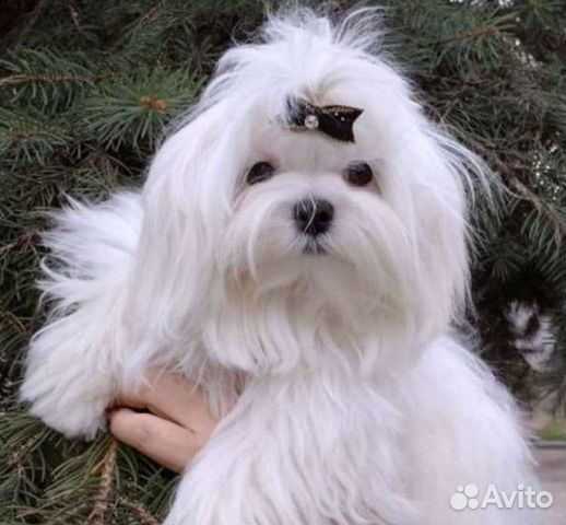 Мальтийская болонка вязка