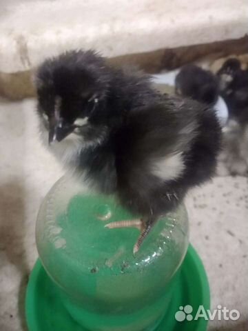 Цыплята домашние 5-дневные