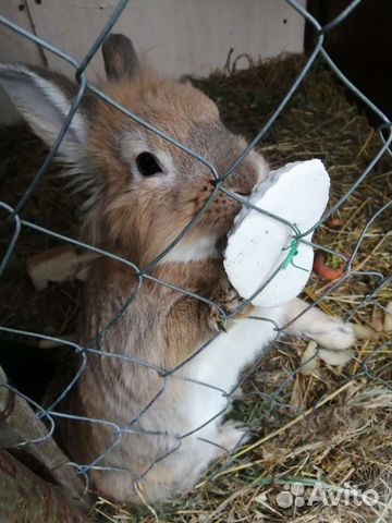 Декоративные кролики mini