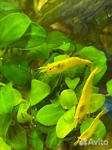 Креветки желтый неон