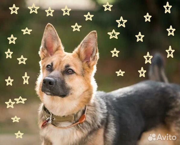 Альма очень ждет хозяина