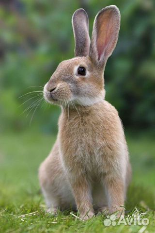 Кролики мясо развод