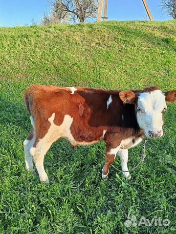 Телята бычки