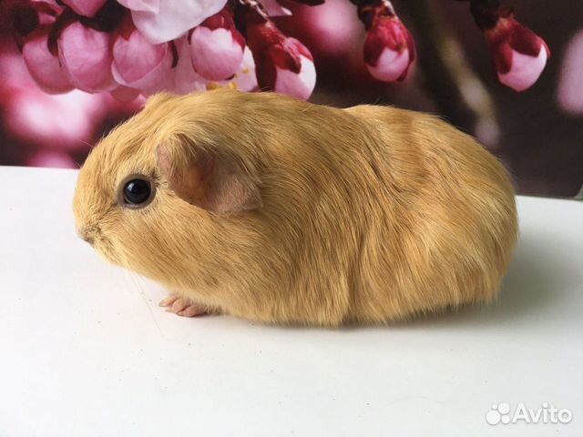 Морские свинки, мальчики