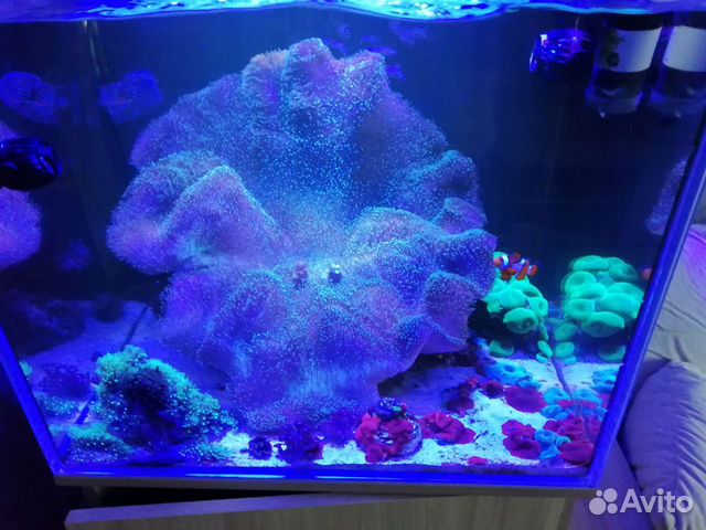 Морской аквариум