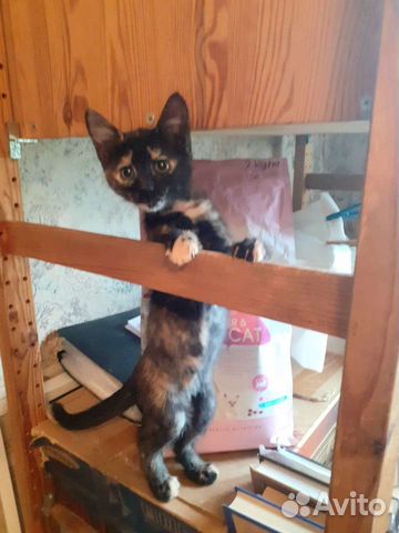 Озорная трехцветная девочка котенок 2 месяца