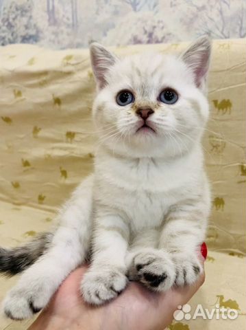 Шотландские котята