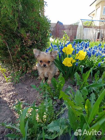 Чихуахуа д/ш