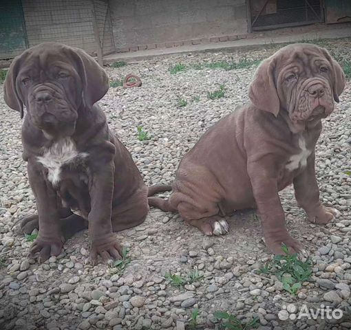 Неаполитанский мастиф