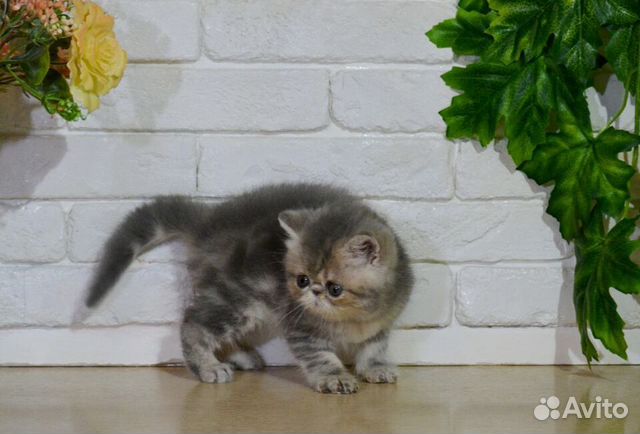 Эксклюзивный мини котёнок