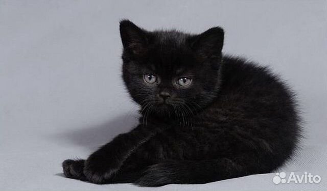 Британские котята черные