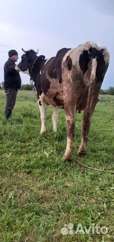 Корова дойная