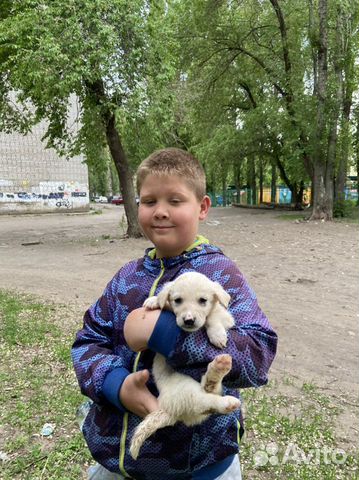 Щенок ищет дом