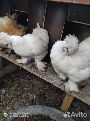 Шёлковые куры 3 пары