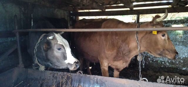 Коровы на мясо