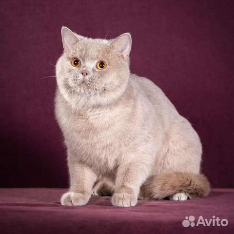 Британские кошки