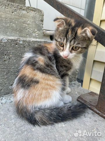 Вислоухий котенок Розита ищет дом