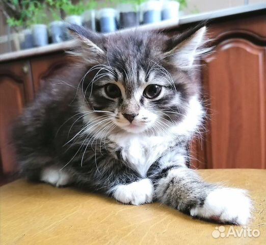 Отдам котенка-мальчишку в заботливые руки