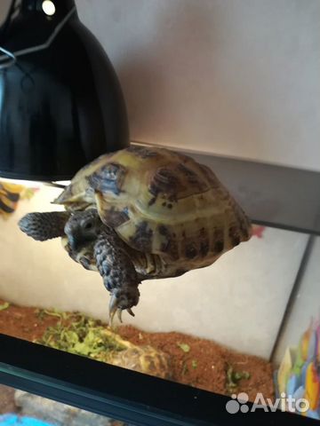 Черепаха сухопутная