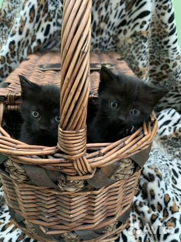 Черные кошечки. Котята в добрые руки. 1 месяц