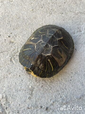 Черепаха