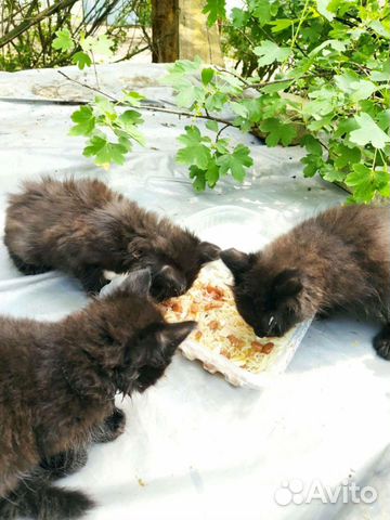 Черные пушистые котята в дар 1,5 мес