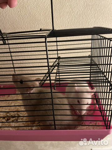 Крысы декоративные с клеткой
