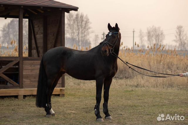 Спортивная лошадь