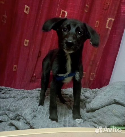 Метисы коккер спаниеля ищут дом