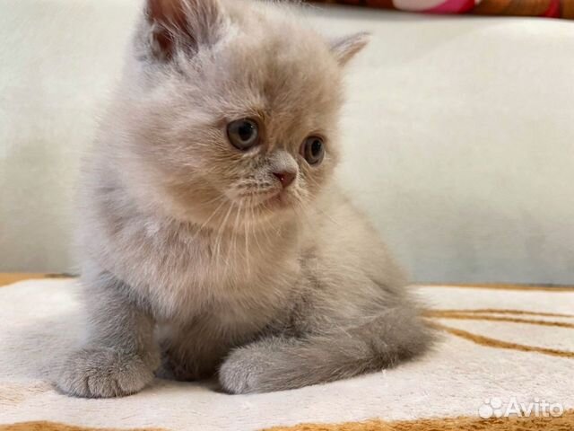 Шотландский котик