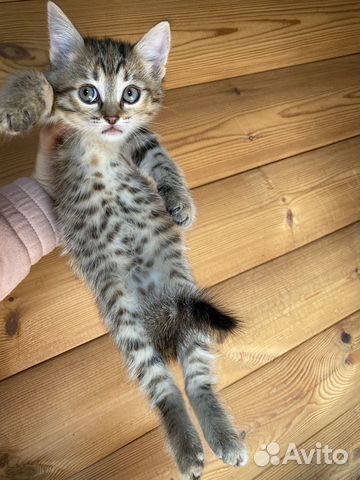 Луиза в поисках семьи