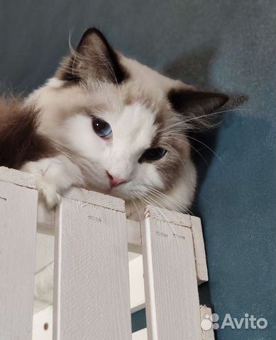 Подросток рэгдолл с родословной