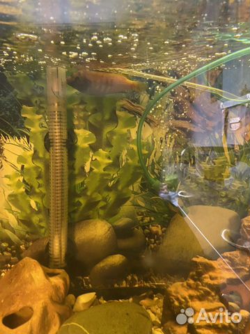 Рыбка еллоу самец