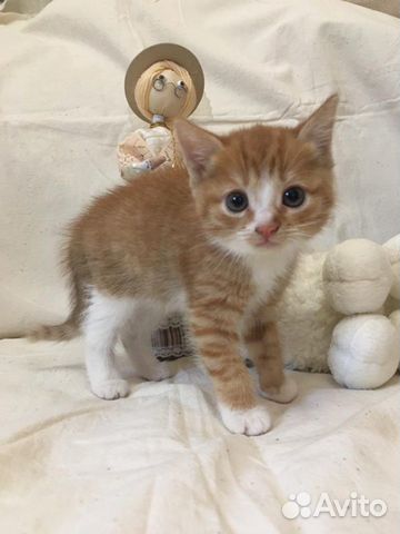 Рыжий котенок