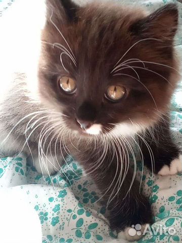 Сибирская кошка мальчик