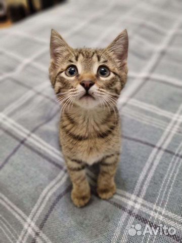 Котенок мальчик коричневый