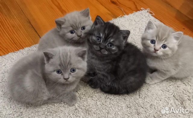 Шотландские прямоухие котята