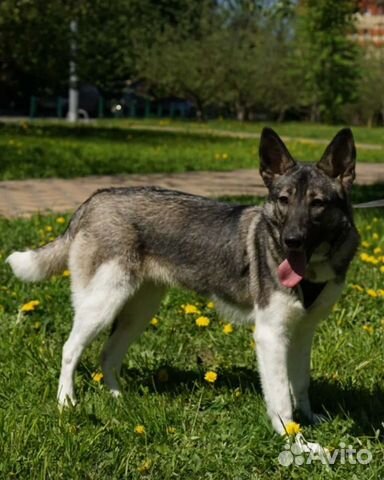 Маня подросток в добрые руки