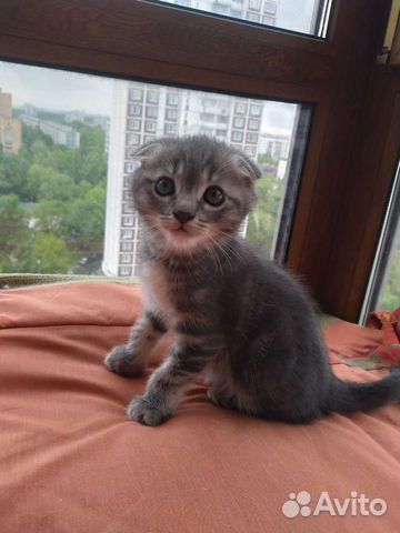 Шотландские вислоухие котята