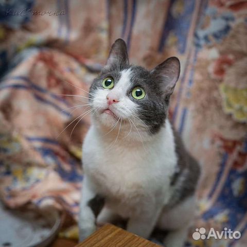Котики братики в Дар