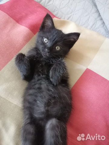 Котенок девочка 1.5мес