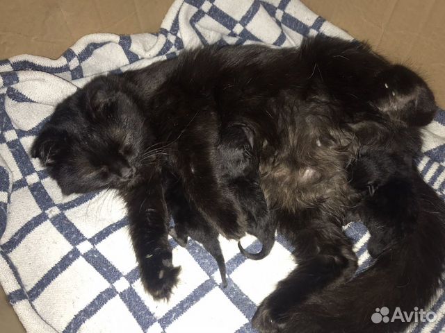 Котята в добрые руки
