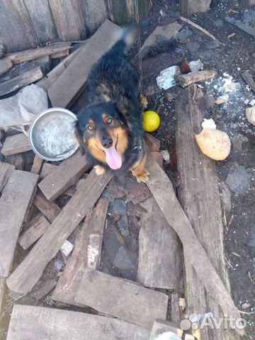 Такса