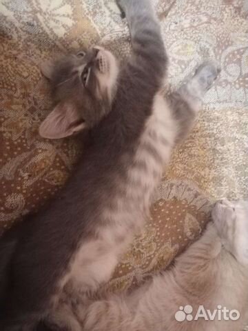 Очаровательные полосатики