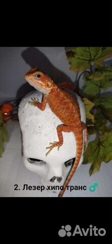 Бородатая агама