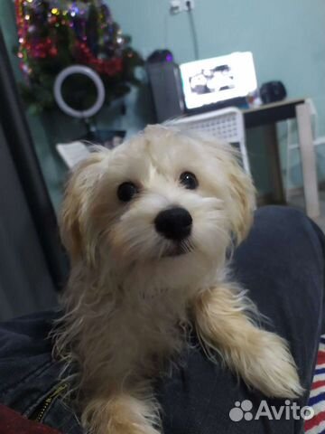 Смесь ерка и таксы