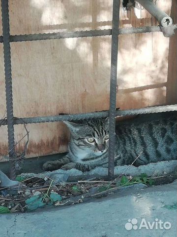 Отдам в хорошие руки, породистый