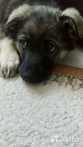 Щенок в дар