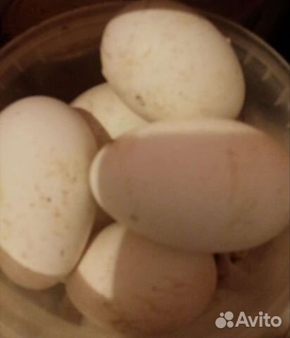 Инкубационное яйцо гусей