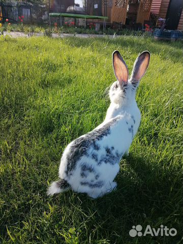 Продаю кроликов